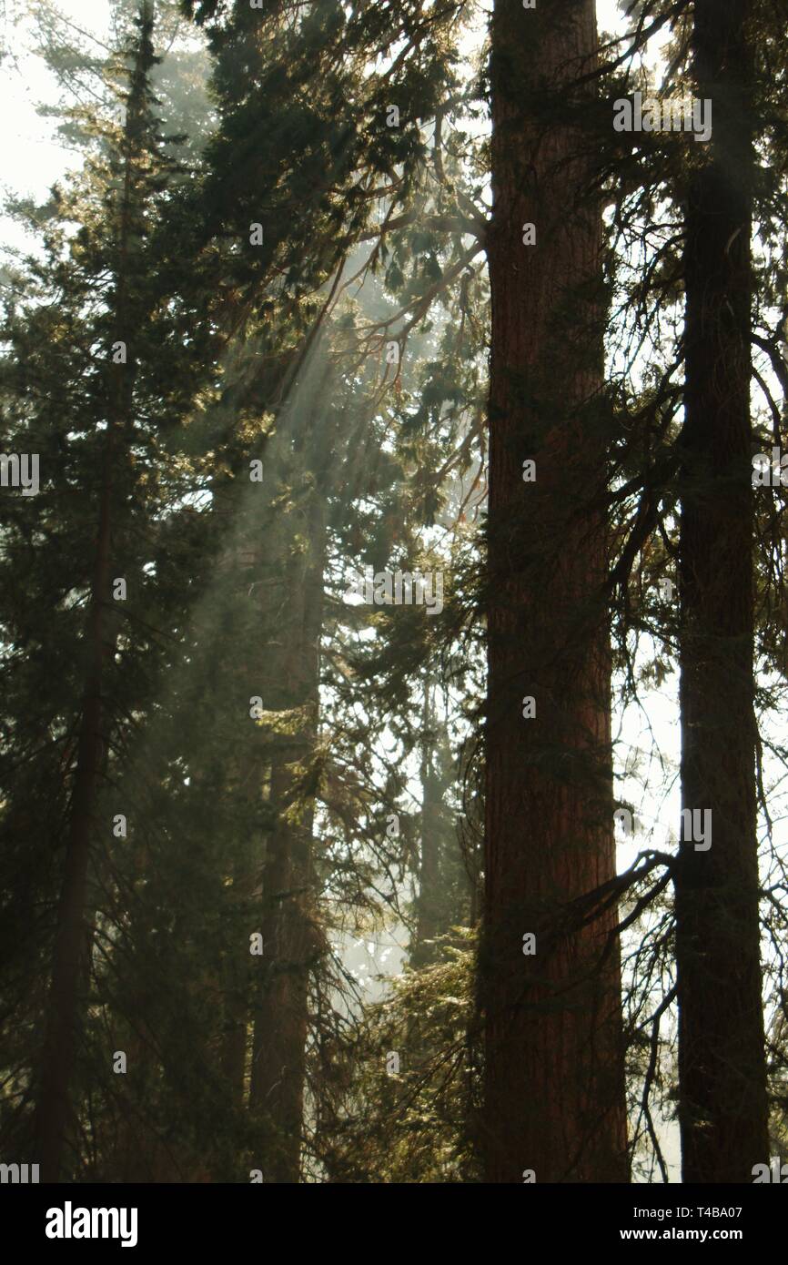 Sun rays floating through the Giant Sequoia trees of Sequoia National ...