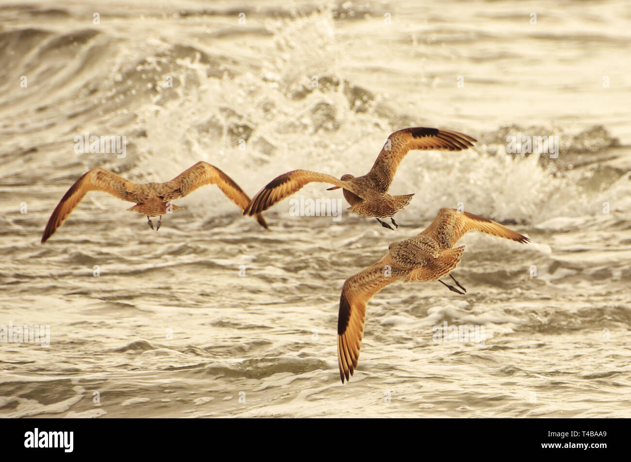 Three Marbled Godwits (Limosa fedoa) in flight over the bright sunset ...