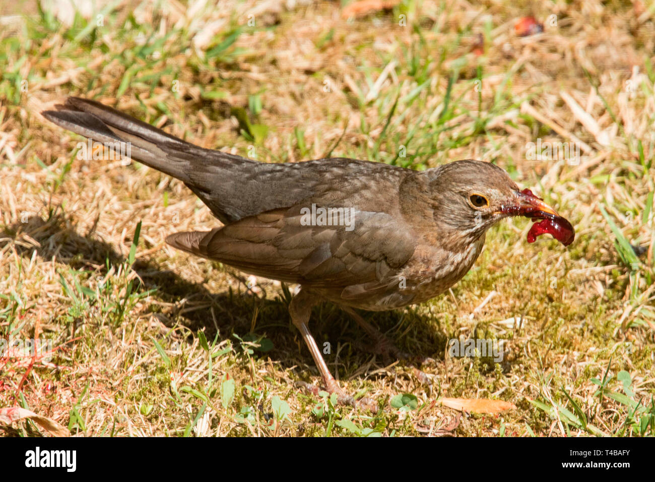 common blackbird, female, (Turdus merula Stock Photo - Alamy