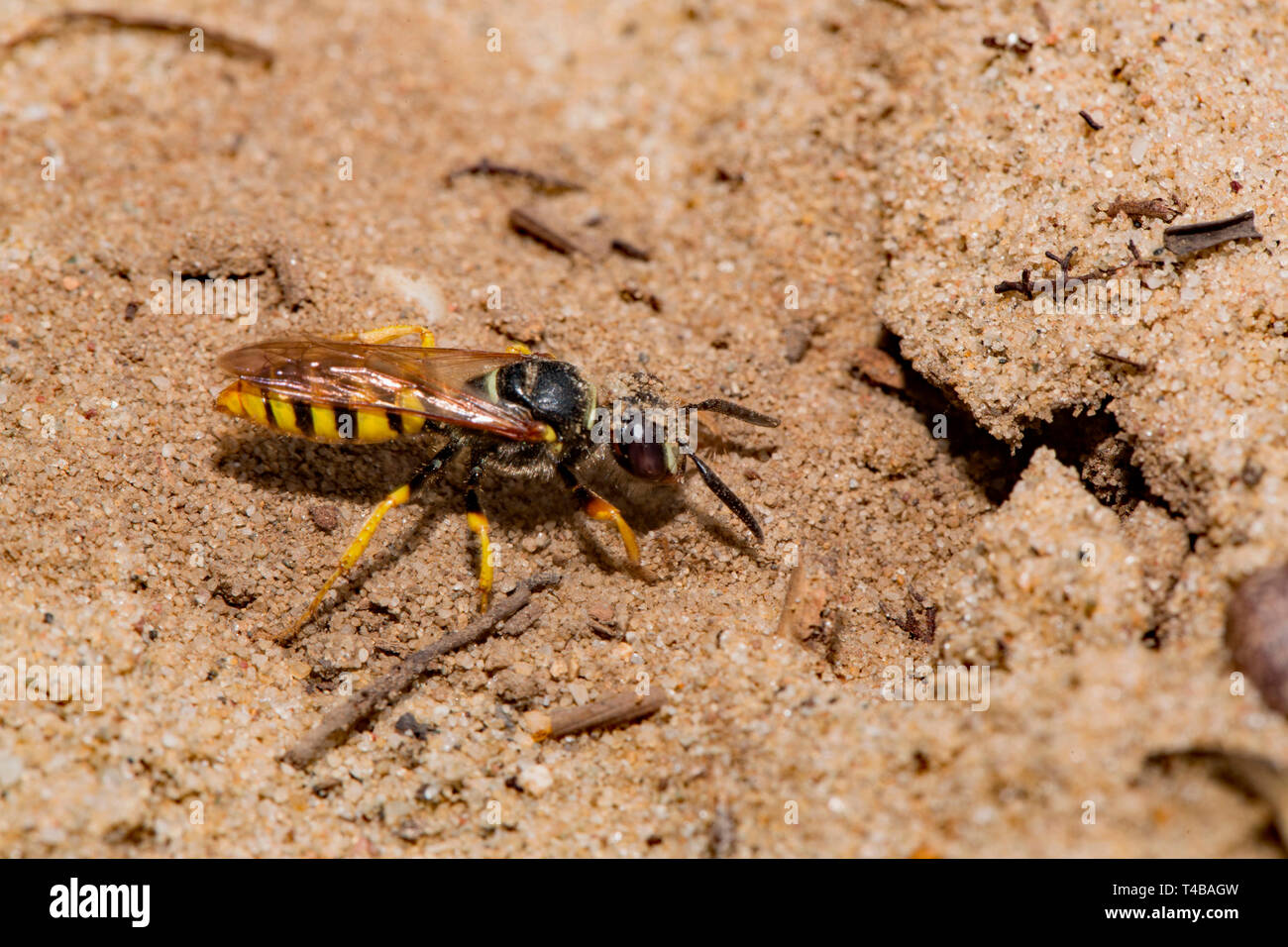 european beewolf, (Philanthus triangulum Stock Photo - Alamy