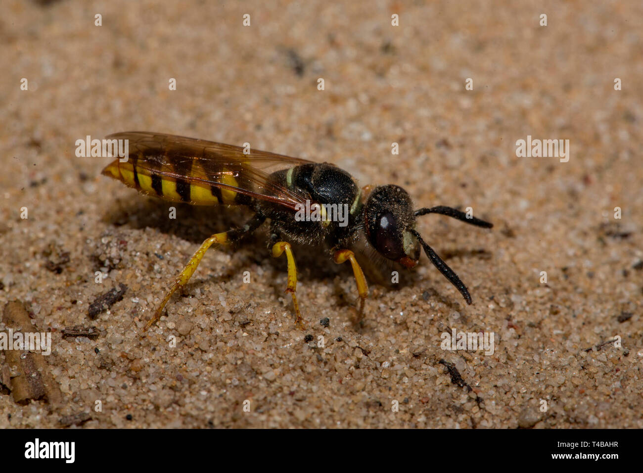 european beewolf, (Philanthus triangulum Stock Photo - Alamy