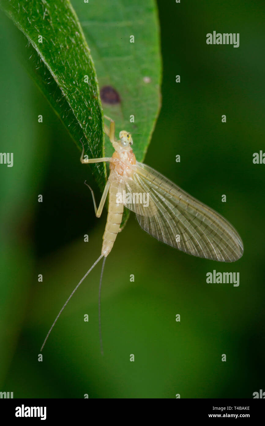Yellow insects hi-res stock photography and images - Alamy