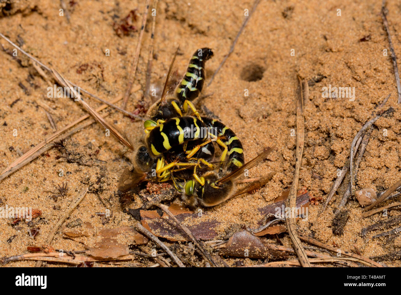 sand wasps, (Bembix rostrata Stock Photo - Alamy