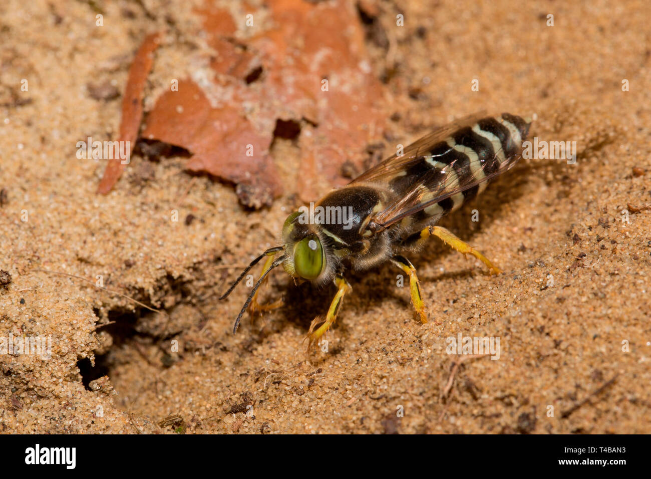 sand wasp, (Bembix rostrata Stock Photo - Alamy