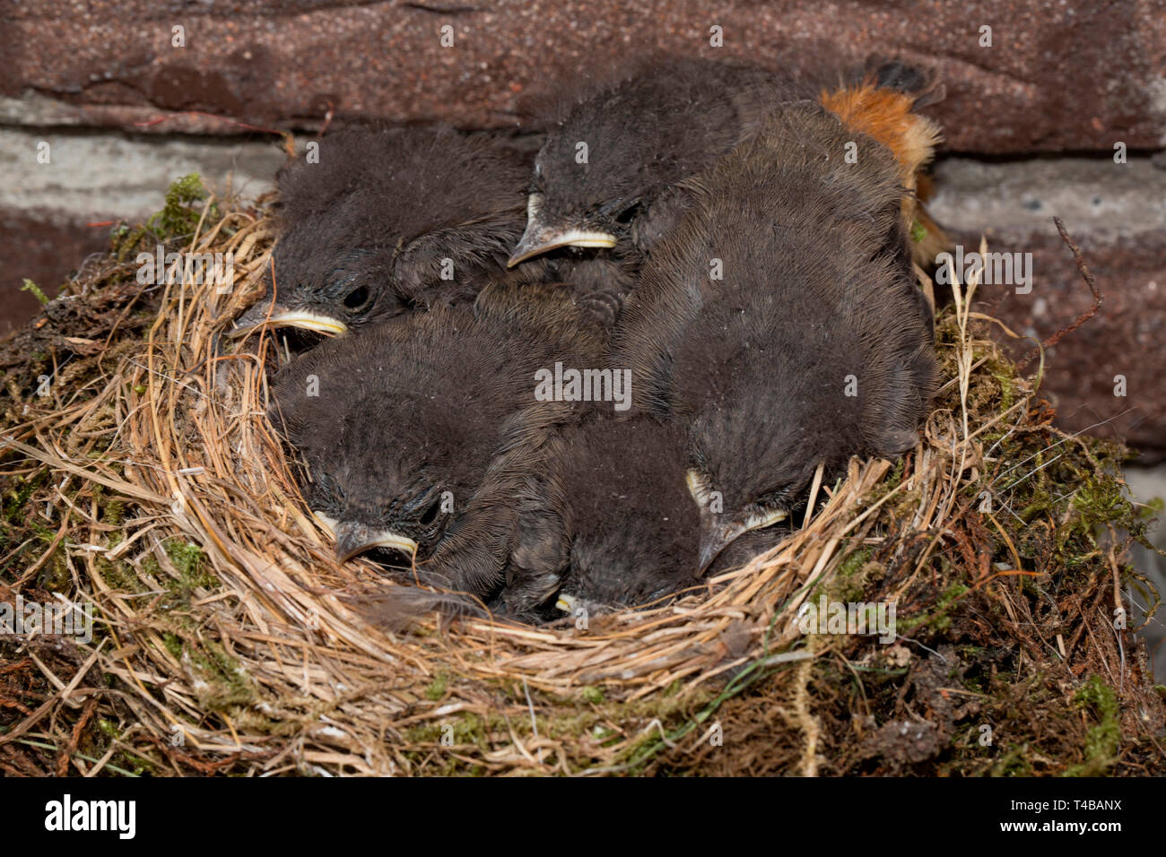 Black redstart nest hi-res stock photography and images - Alamy
