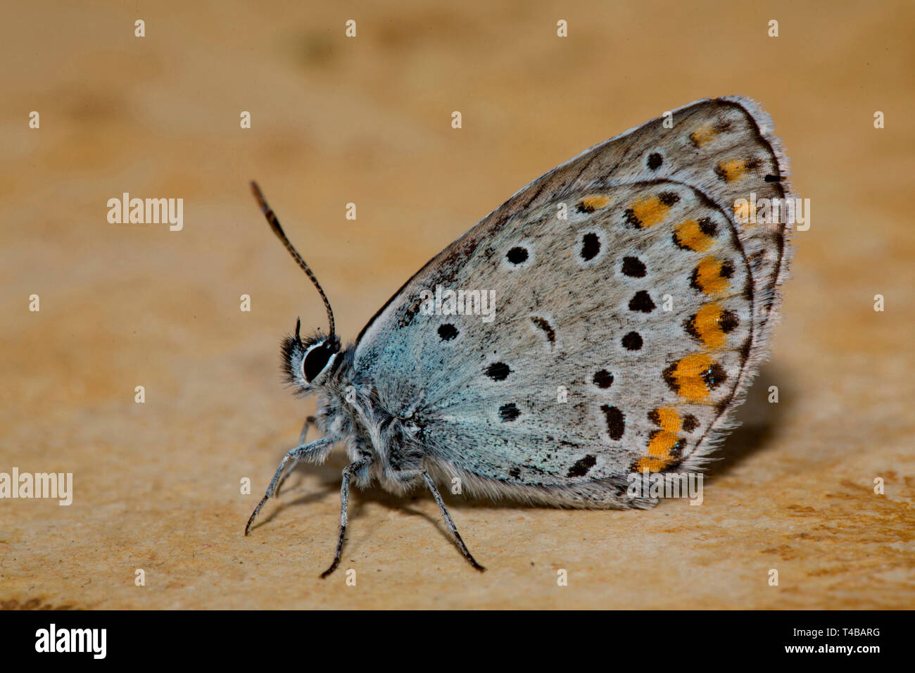 Lycaeides argyrognomon hi-res stock photography and images - Alamy