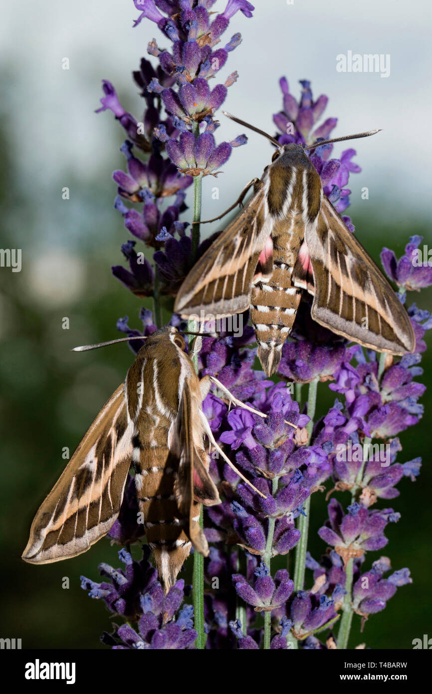 striped hawk-moth, (Hyles livornica Stock Photo - Alamy