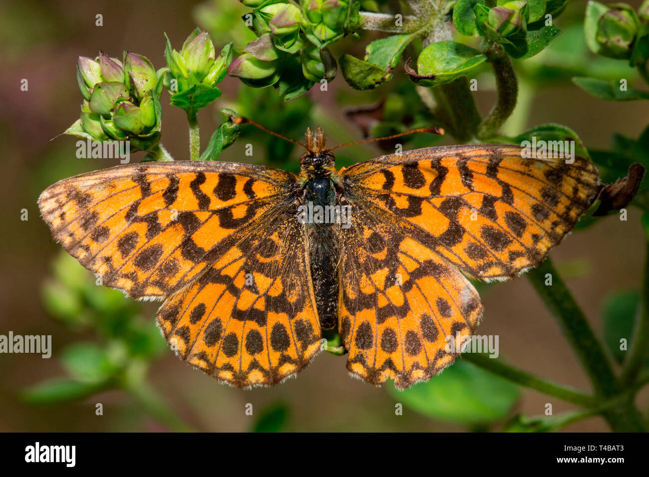Boloria hi-res stock photography and images - Alamy