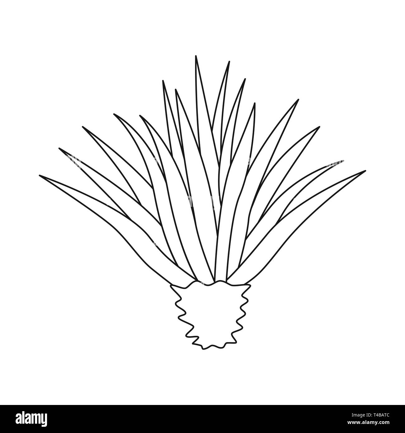Isolated object of agave and plant symbol. Set of agave and cactus ...