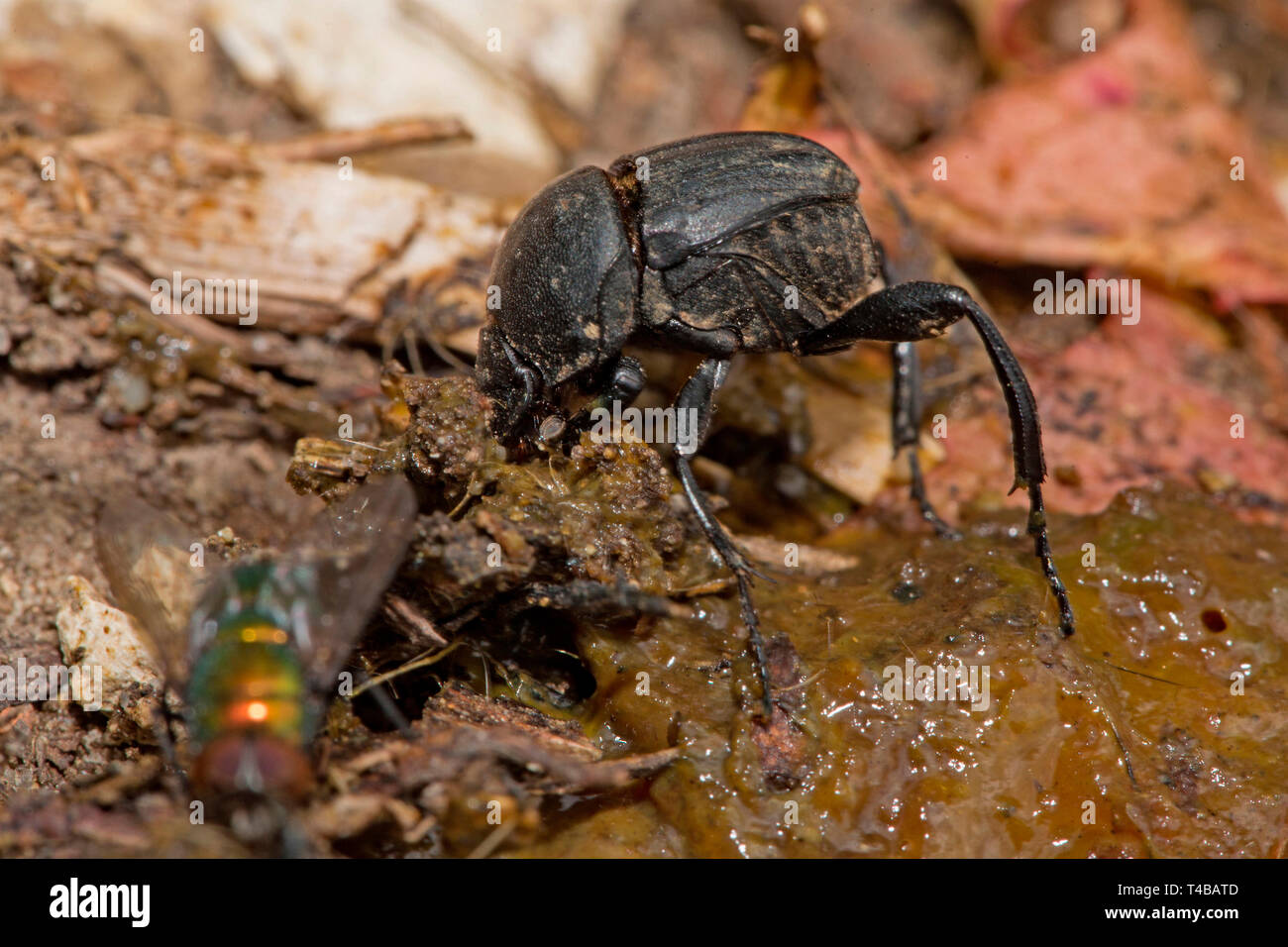Dung beetle sisyphus schaefferi dung hi-res stock photography and ...
