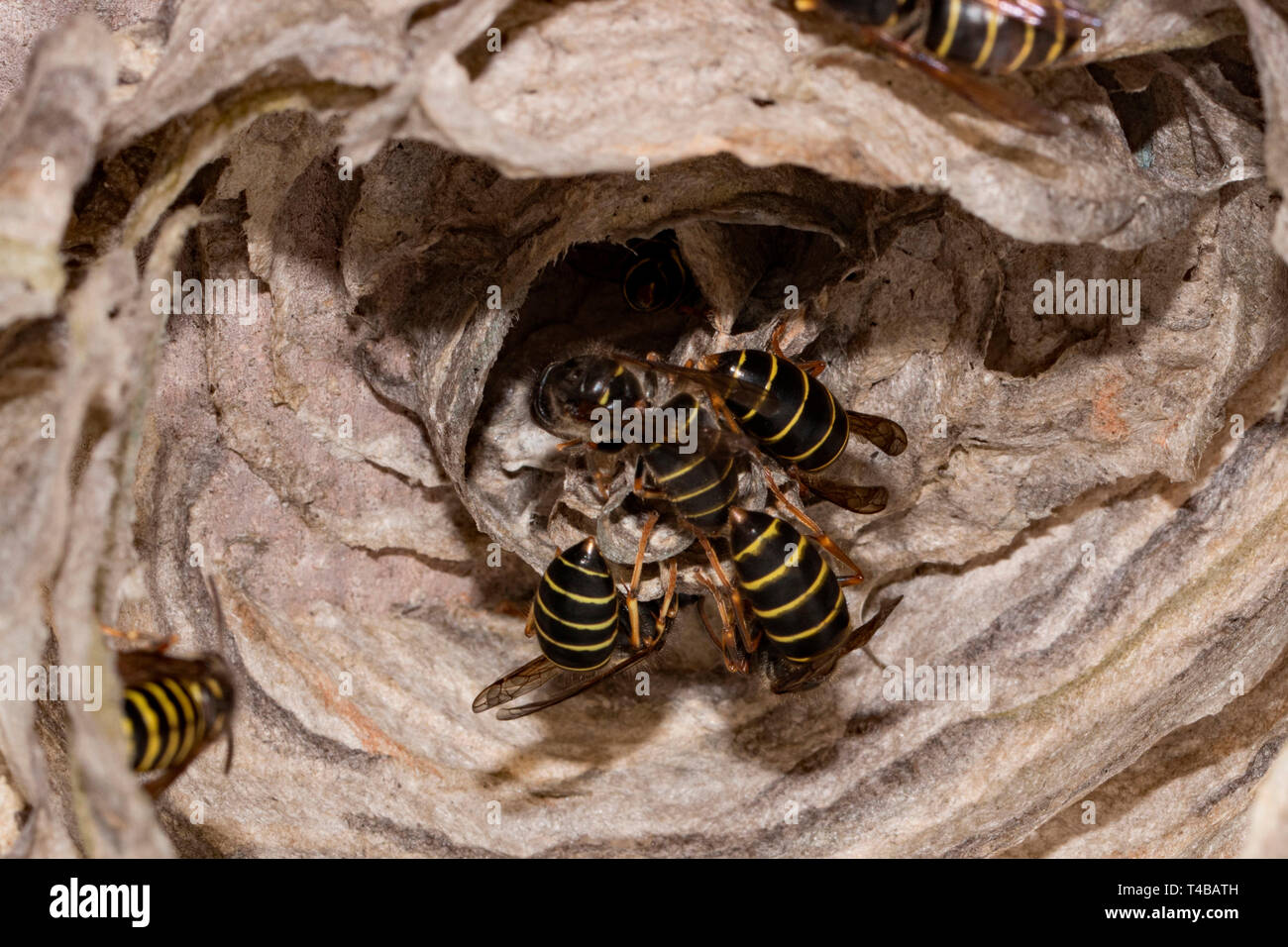 Median wasp hi-res stock photography and images - Alamy