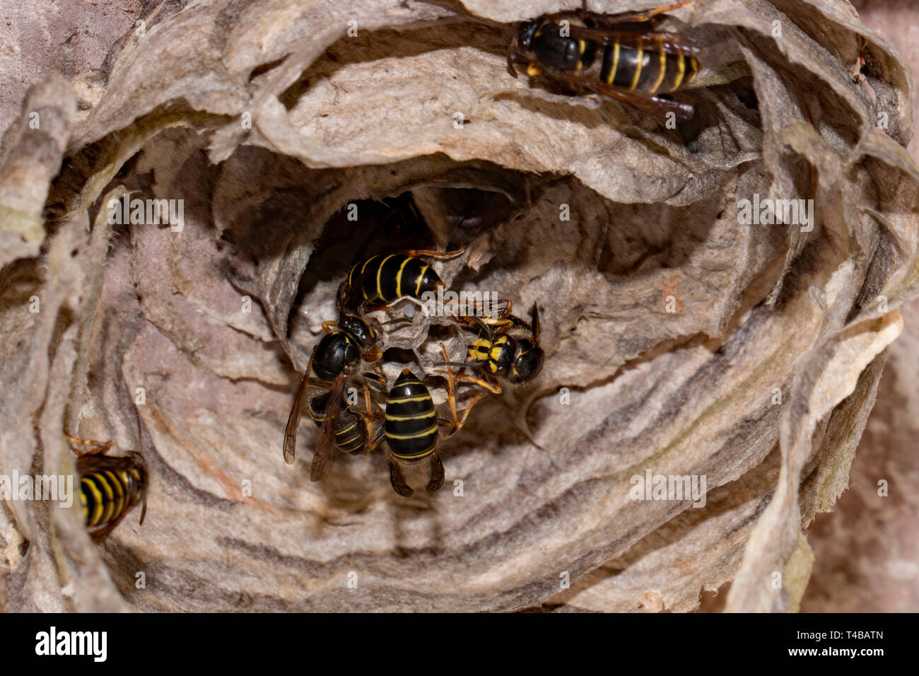 Median wasp hi-res stock photography and images - Alamy