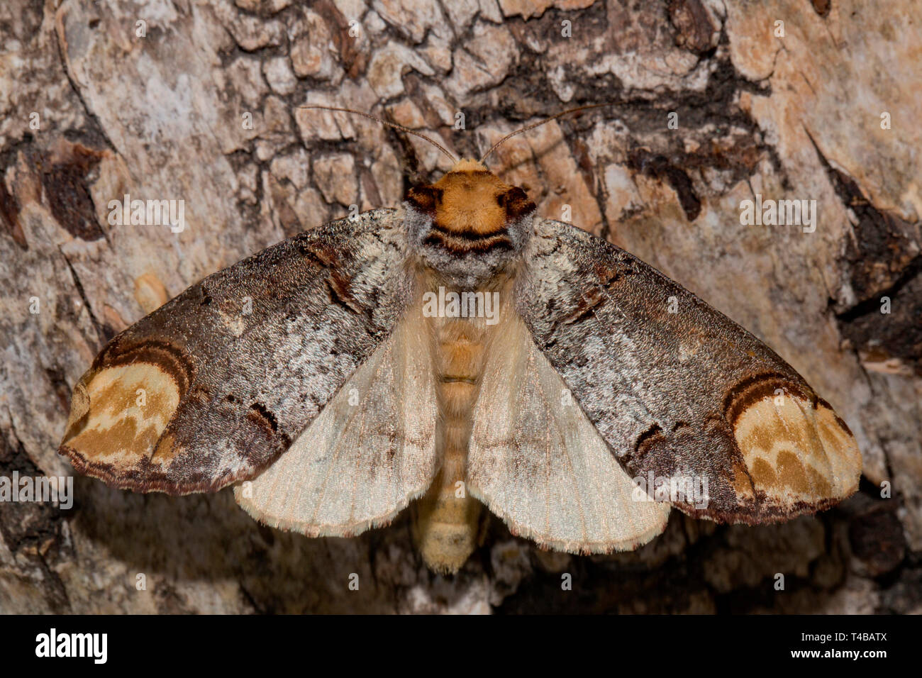 Buff tip moths hi-res stock photography and images - Alamy