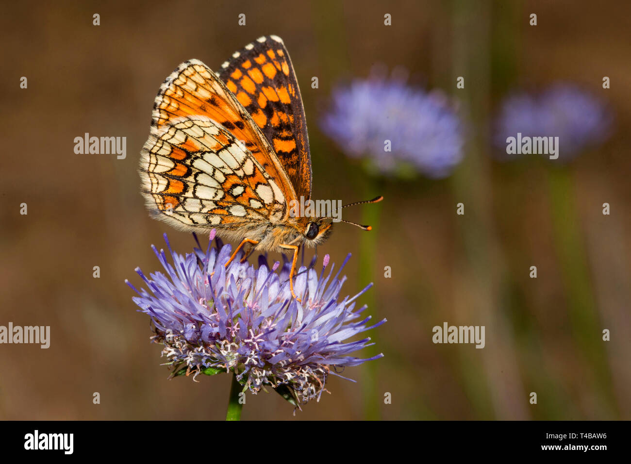 Britomartis hi-res stock photography and images - Alamy