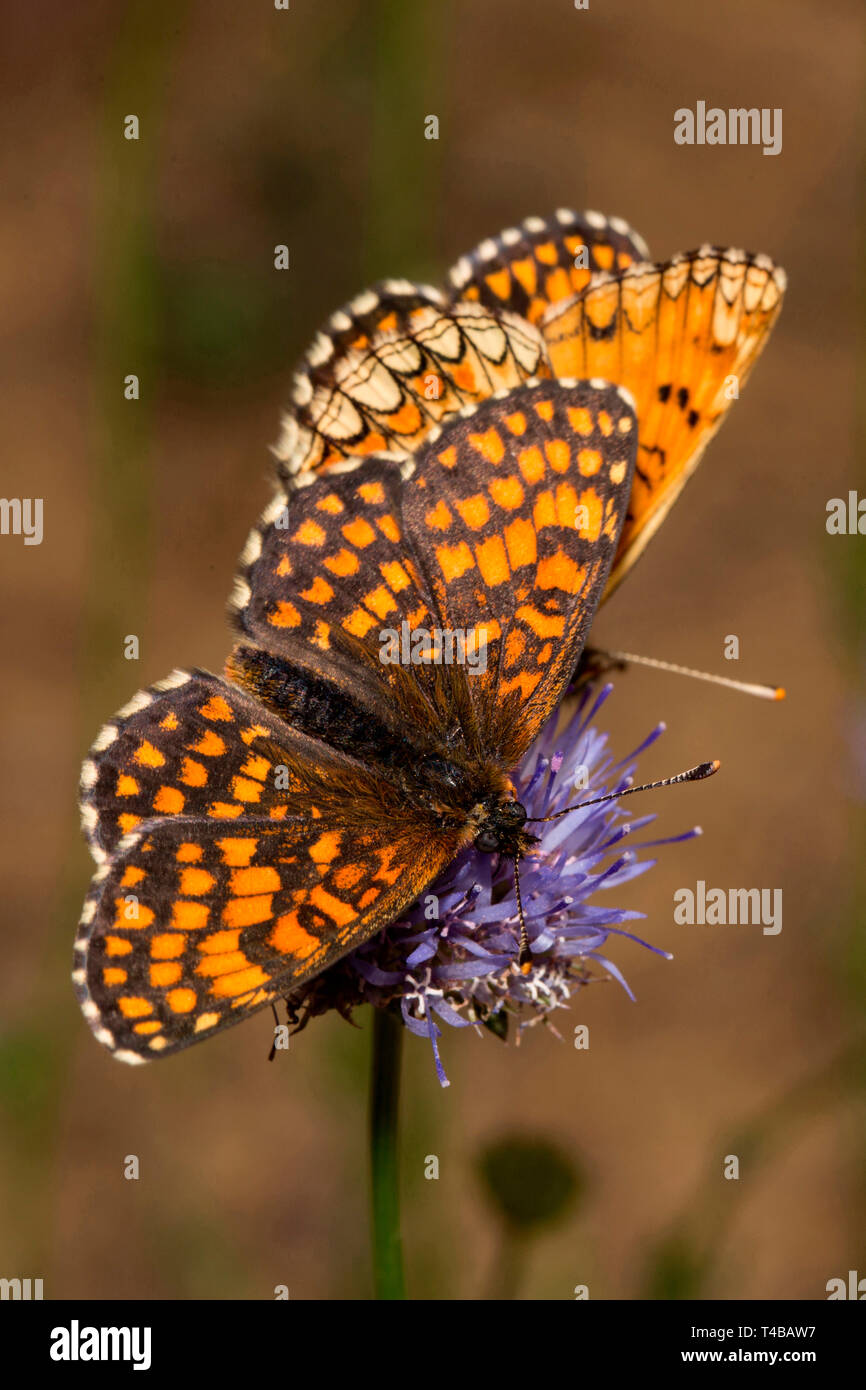 Assmanns fritillary hi-res stock photography and images - Alamy