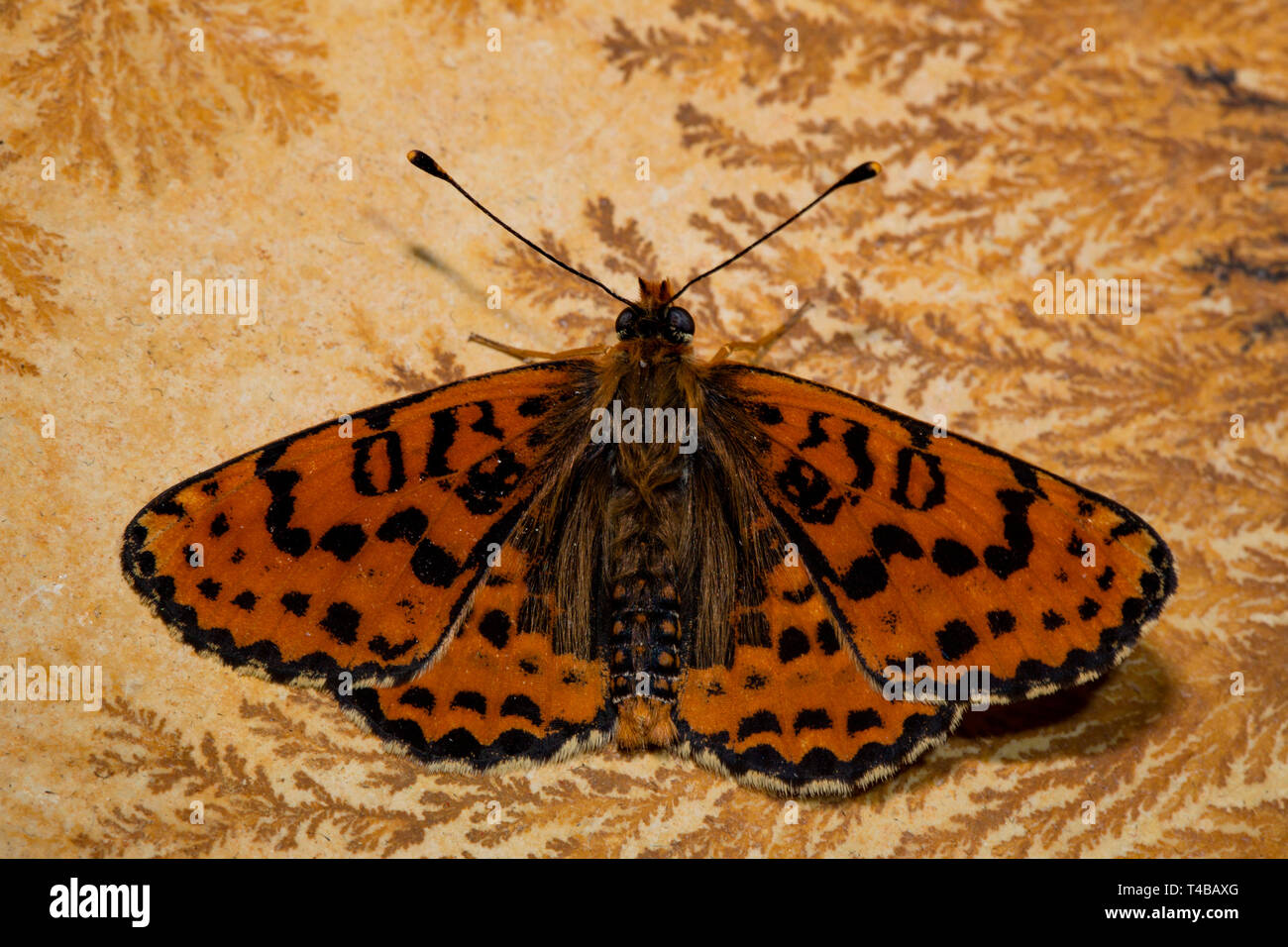 Spotted fritillary hi-res stock photography and images - Alamy