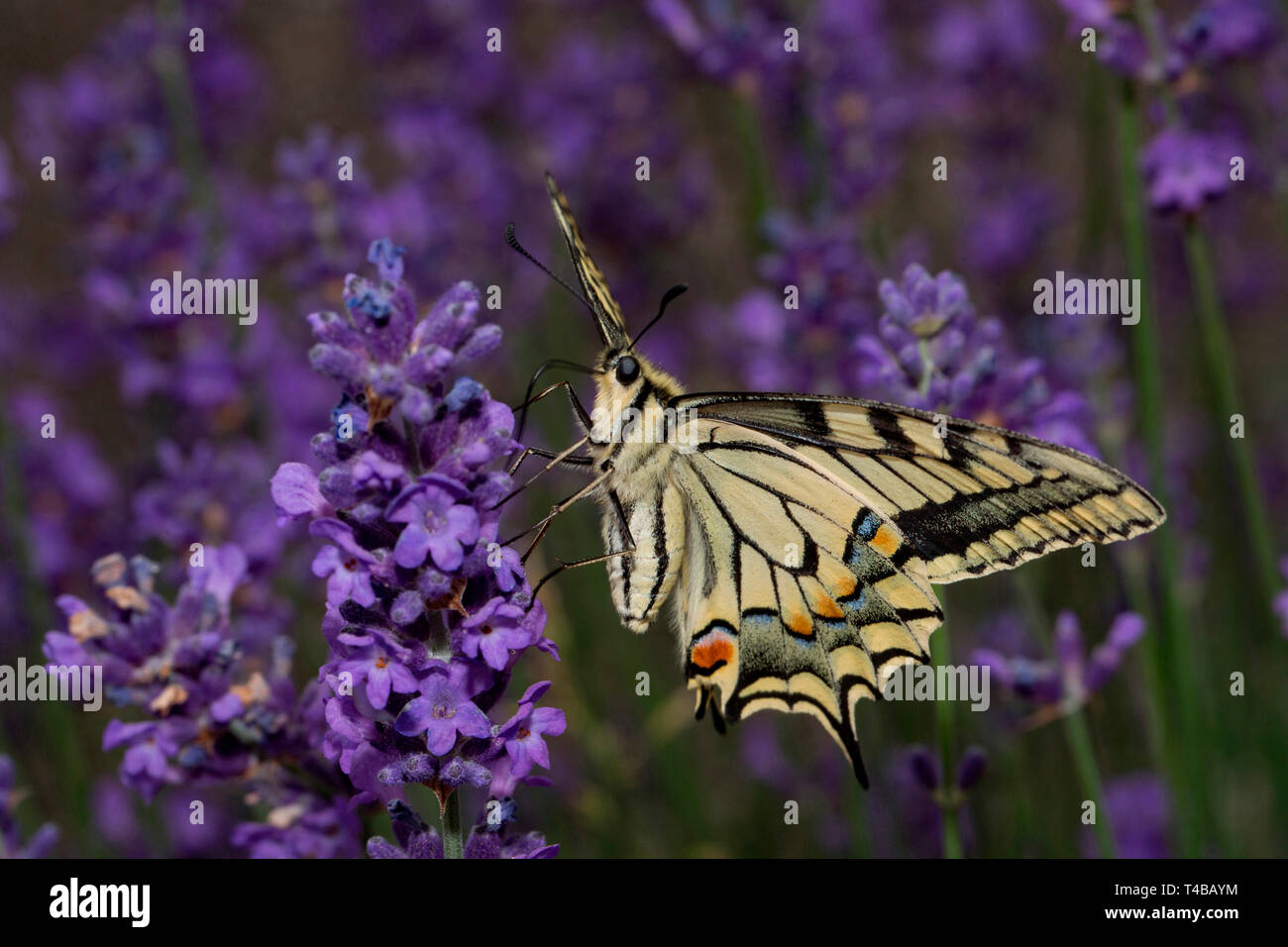 old world swallowtail, (Papilio machaon Stock Photo - Alamy
