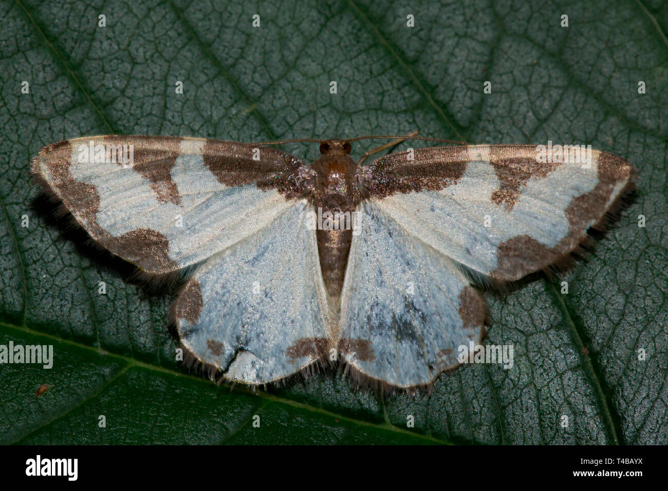 Silver moth hi-res stock photography and images - Alamy