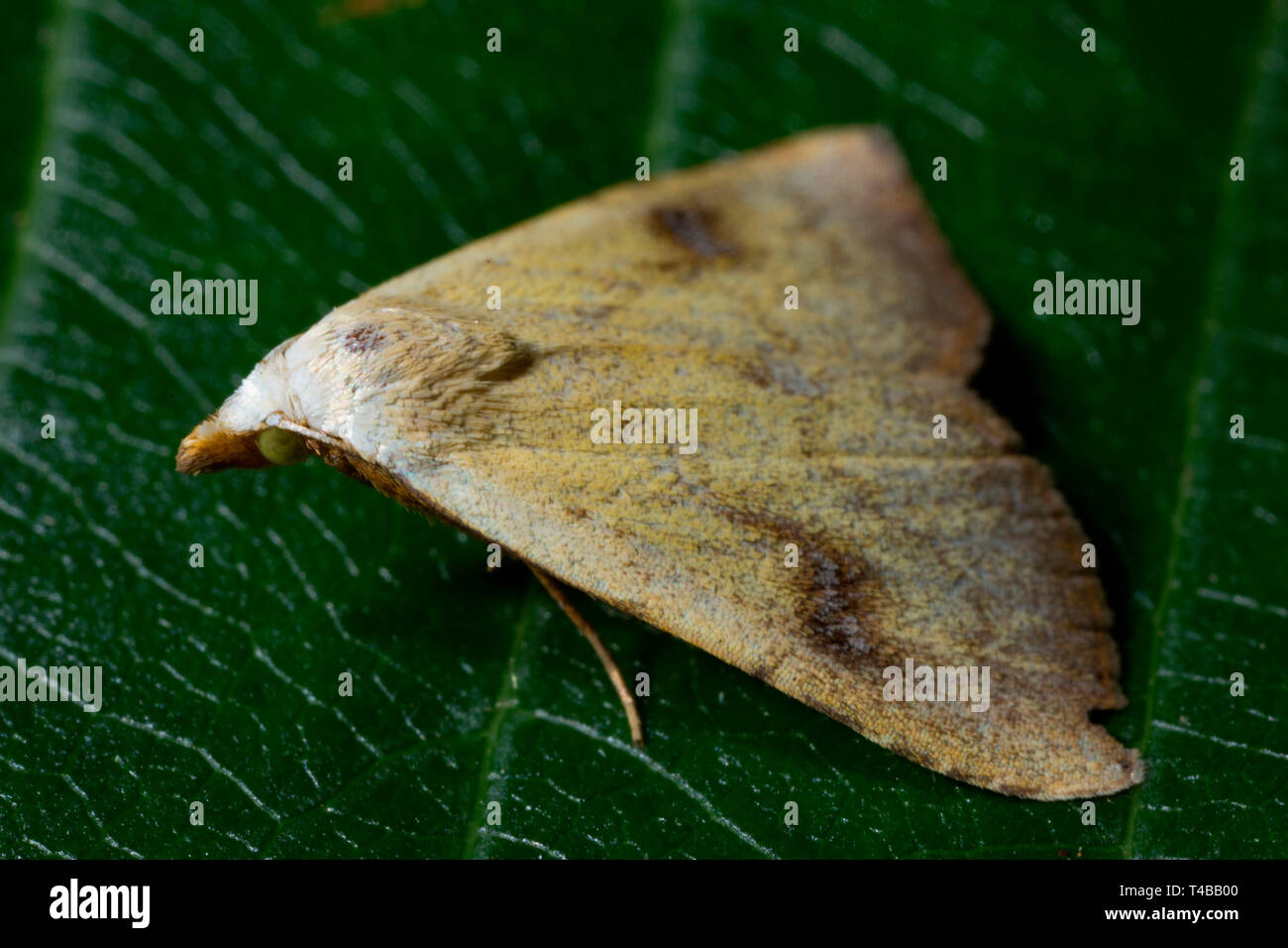 Straw dot moths hi-res stock photography and images - Alamy