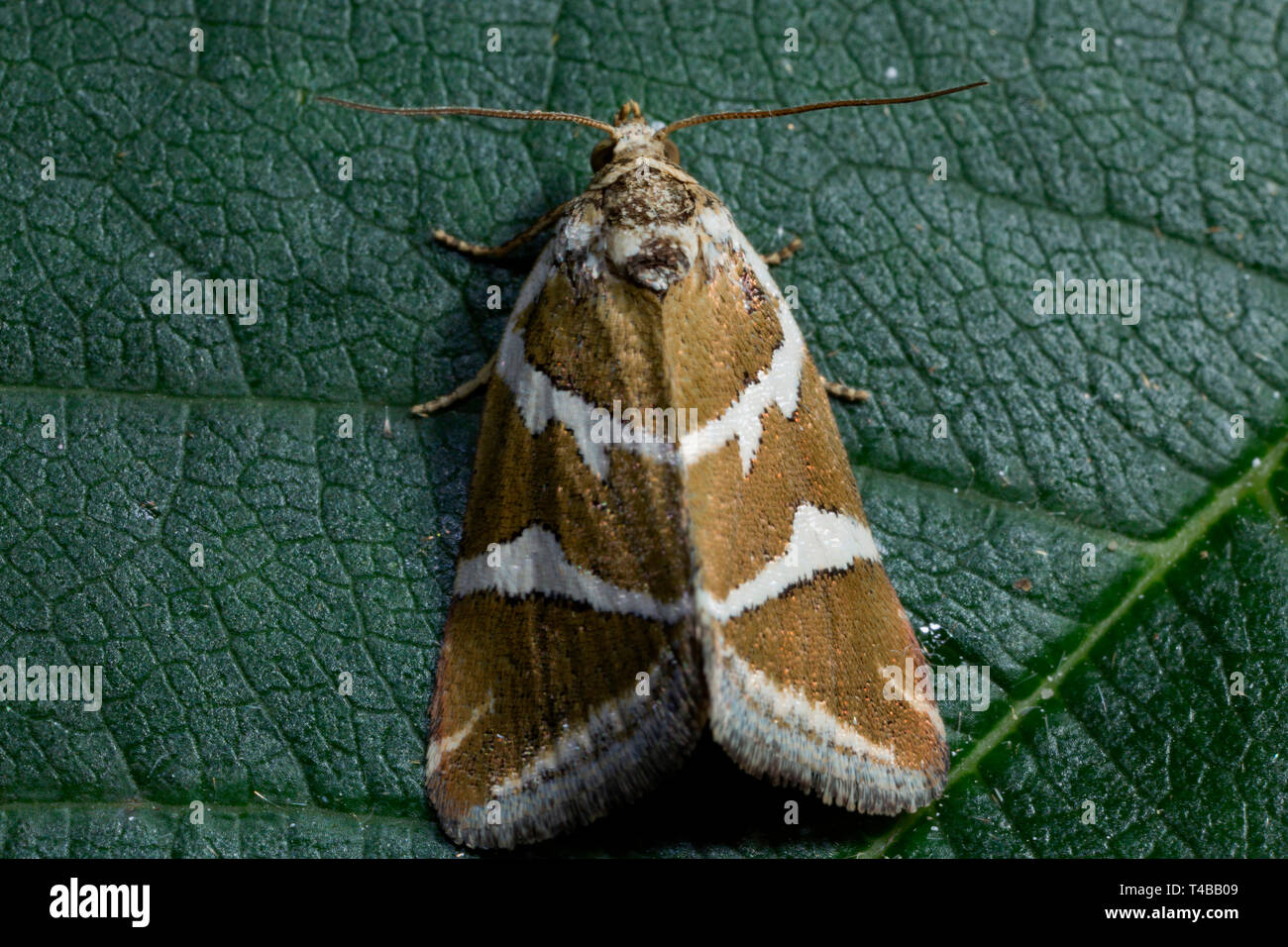 Silver moth hi-res stock photography and images - Alamy