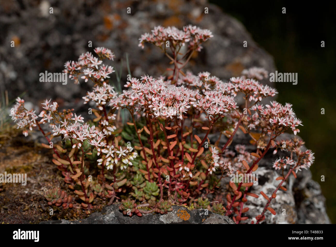white stonecrop, (Sedum album Stock Photo - Alamy