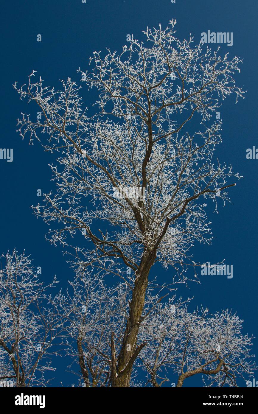 Frost tree hi-res stock photography and images - Alamy