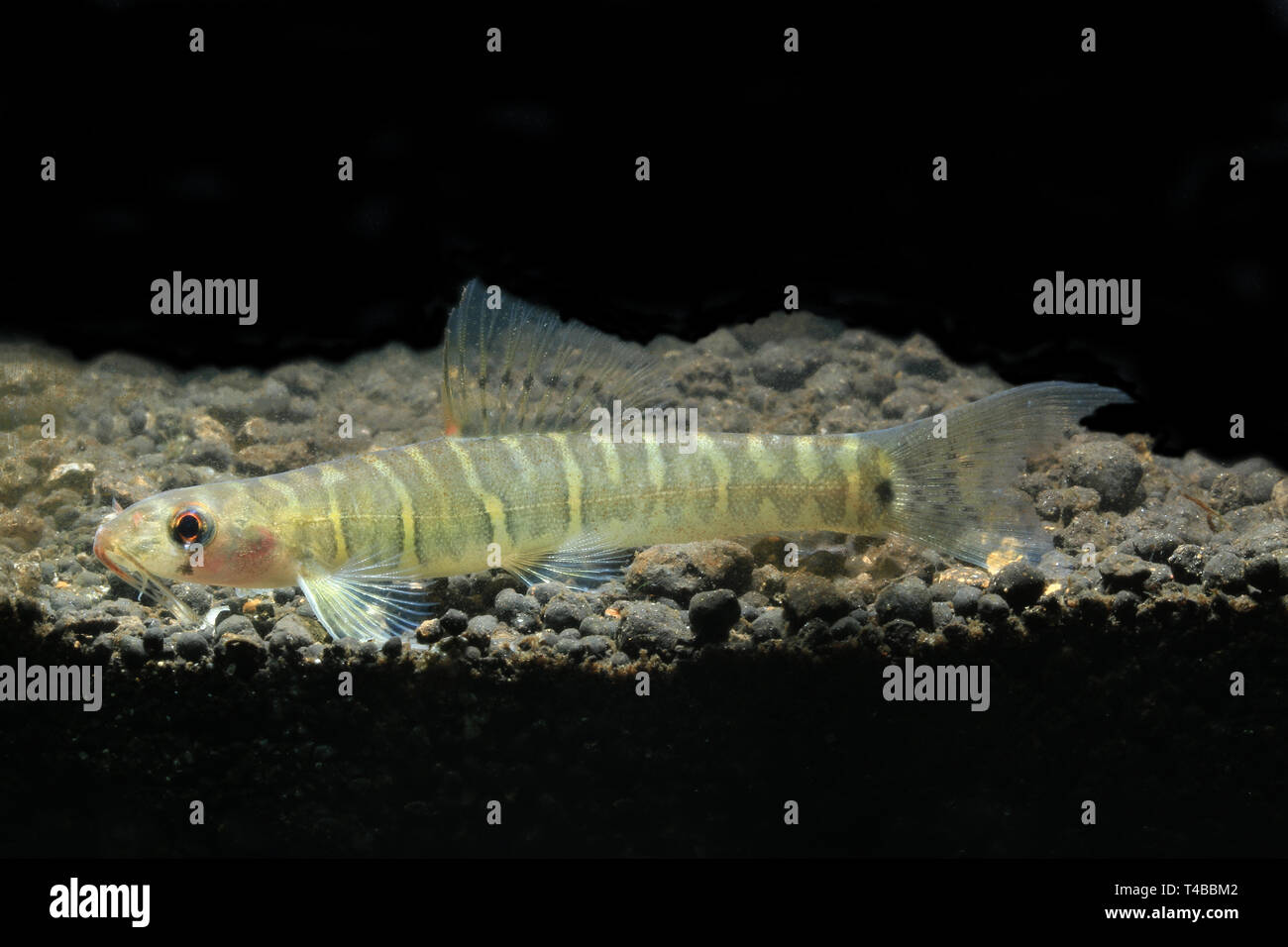 Grey banded Loach, Nemacheilus selangoricus Stock Photo - Alamy