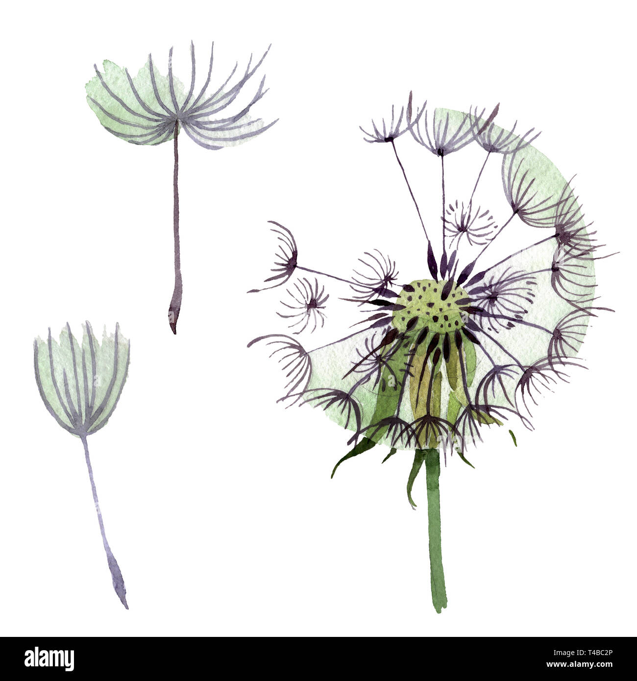 Dandelion blowball with seeds. Watercolor background illustration set ...