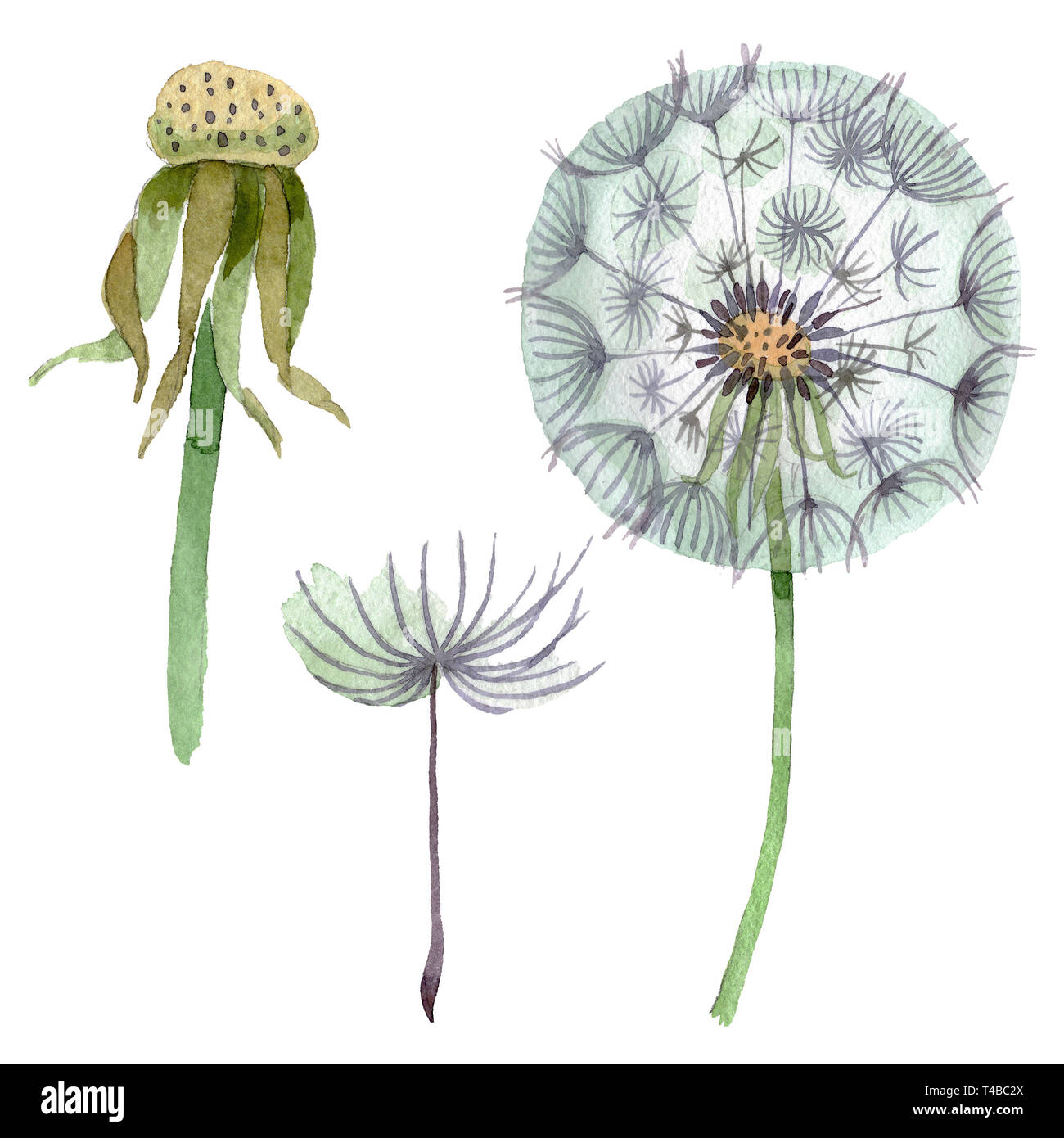 Dandelion blowball with seeds. Watercolor background illustration set ...