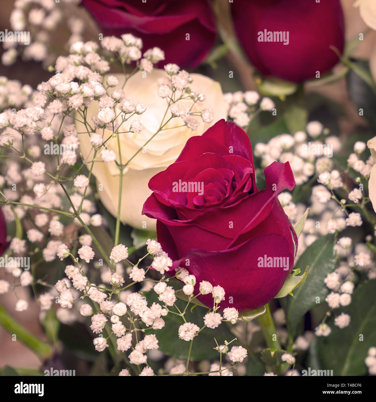 Bouquet of red and white roses Stock Photo - Alamy