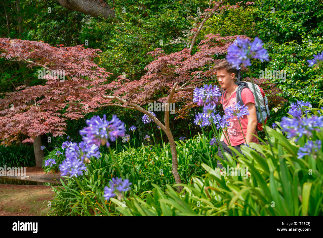 Botanischer Garten, Quinta do Palheiro, Funchal, Madeira, Portugal ...