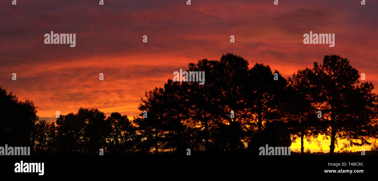 Back lit pine forest trees at sunset Stock Photo - Alamy