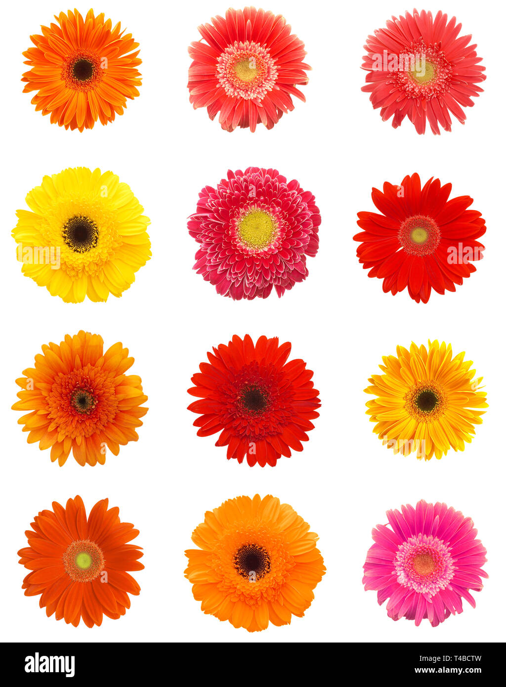 colorful daisy flowers for your designs on white Stock Photo - Alamy
