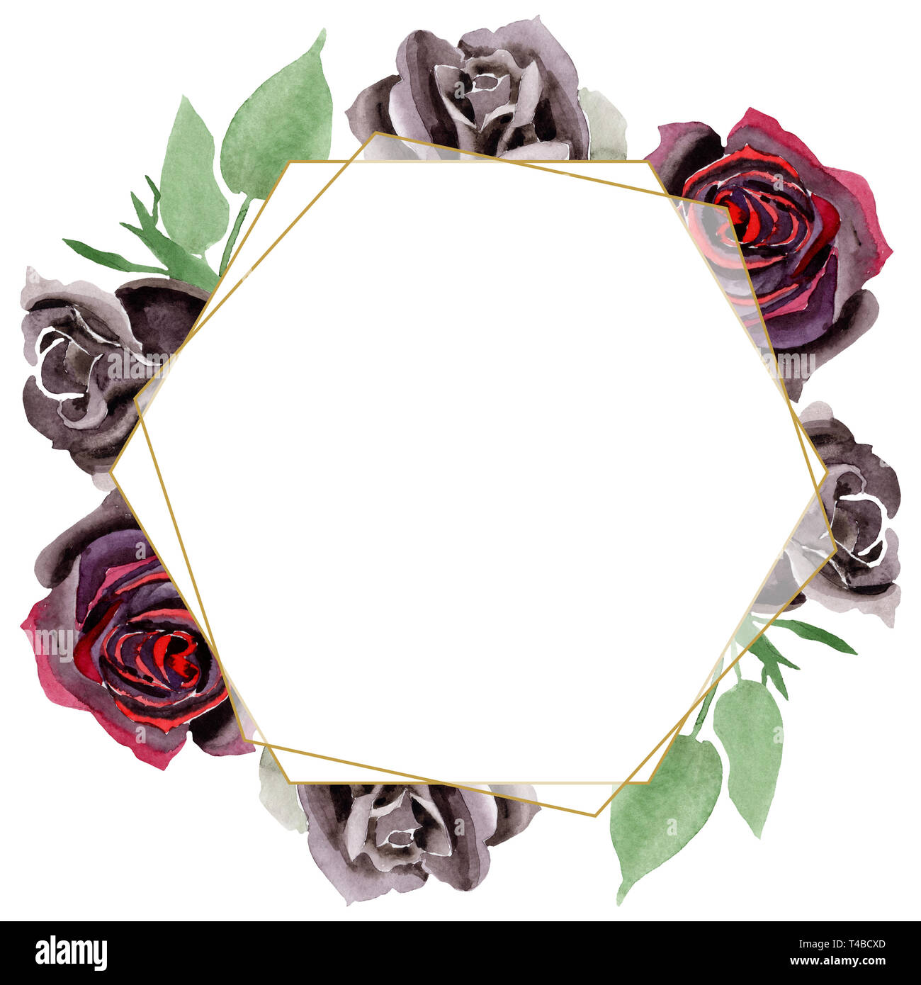 Black rose floral botanical flowers. Watercolor background illustration ...