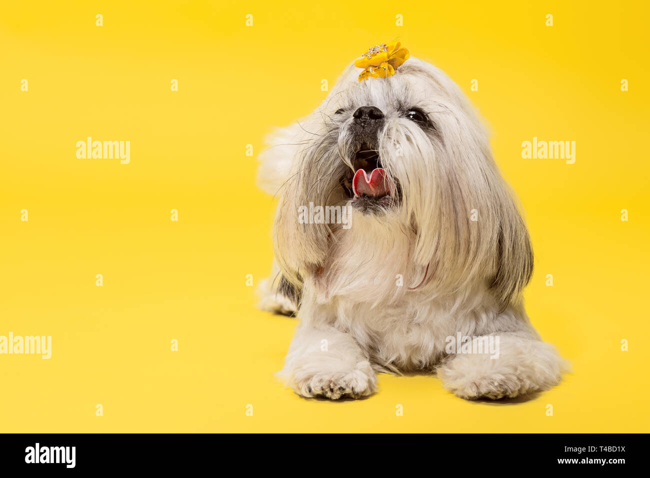 Shih-tzu puppy wearing orange bow. Cute doggy or pet is lying isolated ...