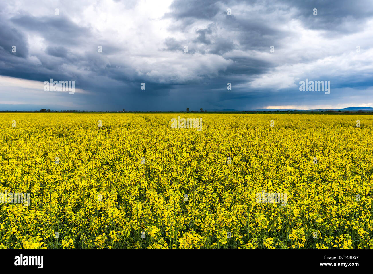 Spring agricultural landscape with big rapeseed fields , farmland ...