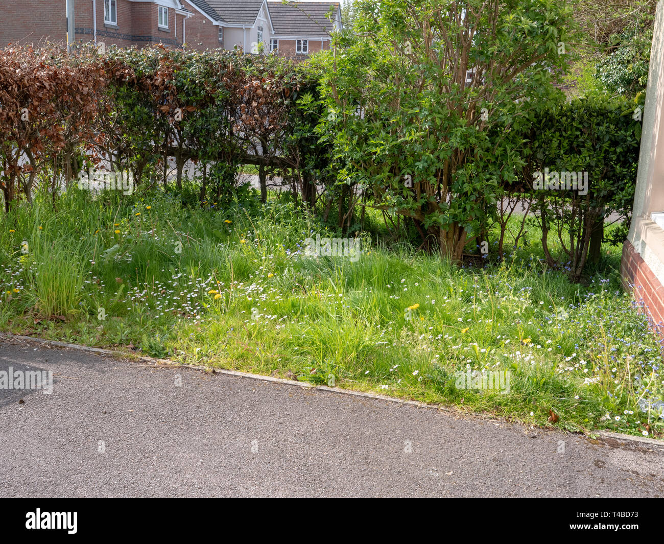 Overgrown drive hi-res stock photography and images - Alamy
