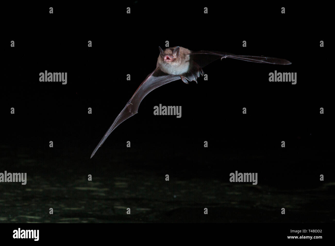 Wasserfledermaus, ueber Burggraben, Bustedt, Nordrhein-Westfalen ...