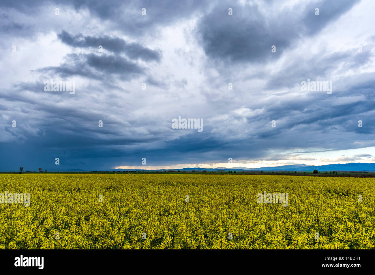 Spring agricultural landscape with big rapeseed fields , farmland ...