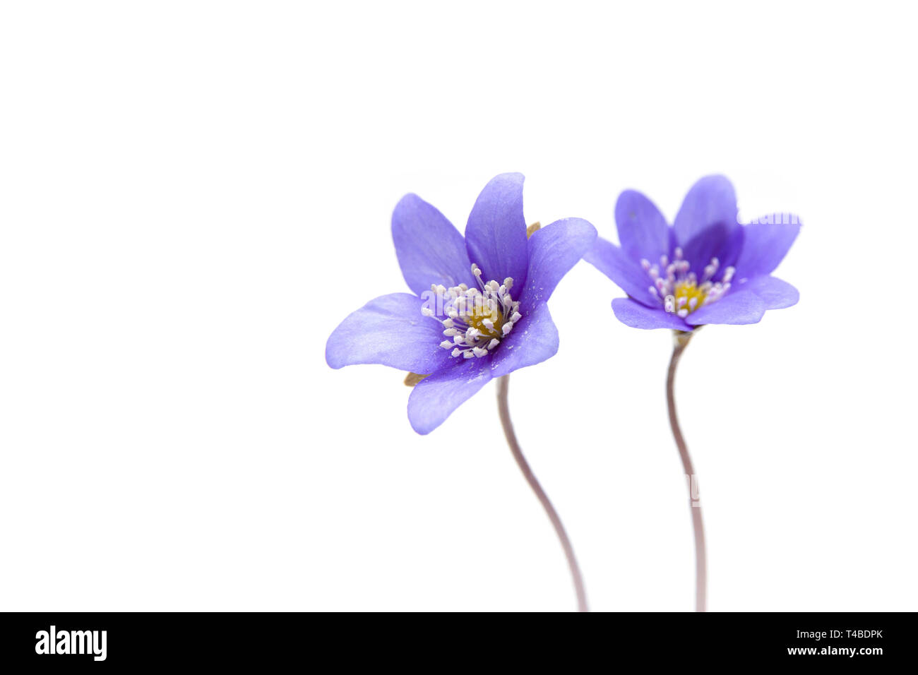 Two beautiful violet blossom on a white background Stock Photo - Alamy