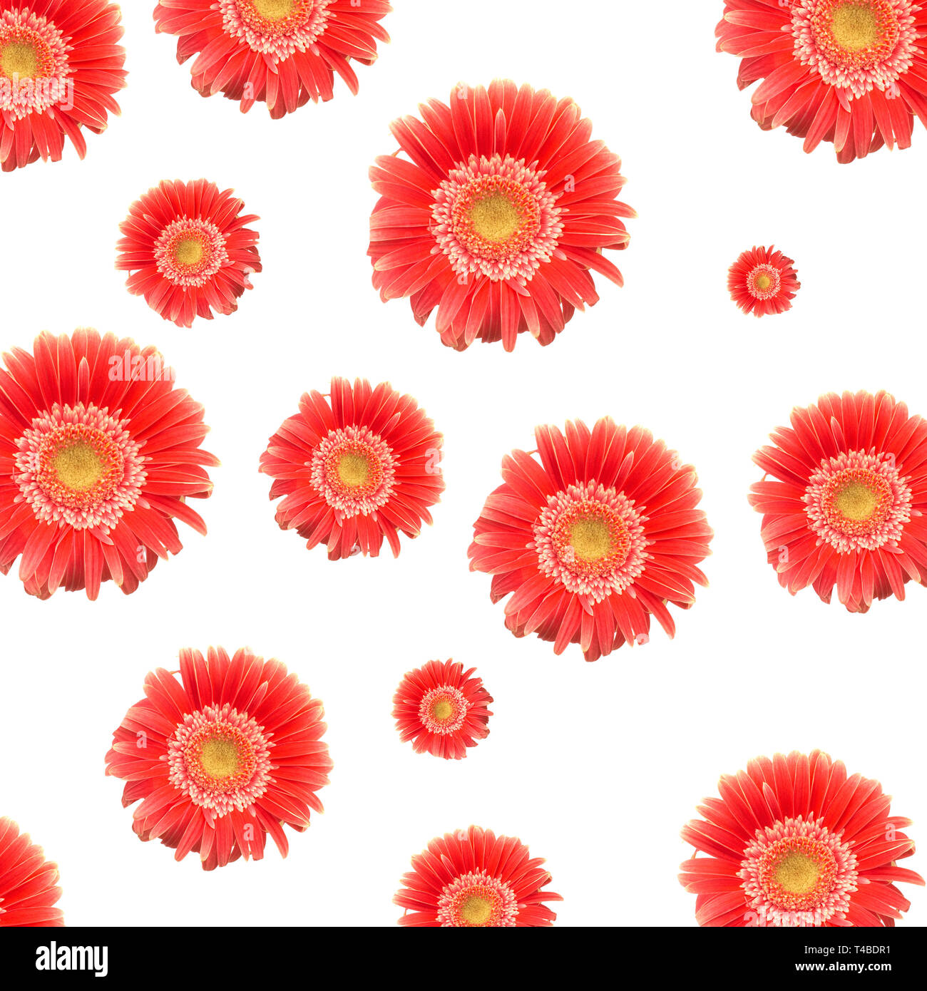 lots of red daisy flowers on white background Stock Photo - Alamy