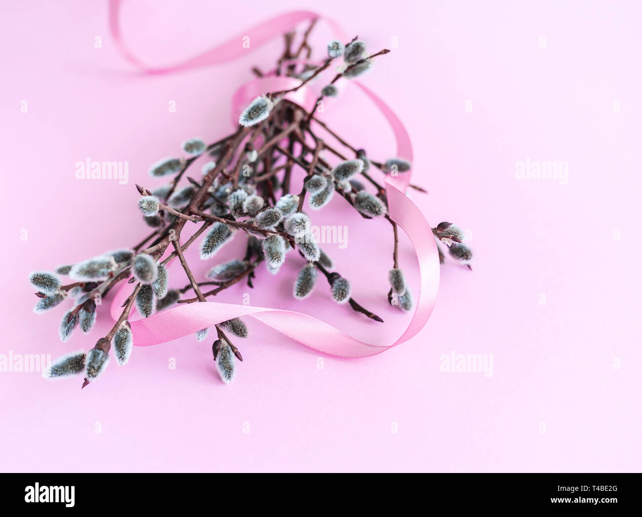 Easter decoration of pussy willow with a pink ribbon on pastel pink ...