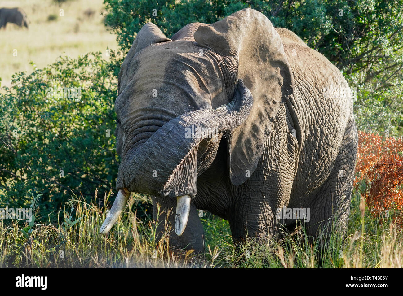 Elphant hi-res stock photography and images - Alamy