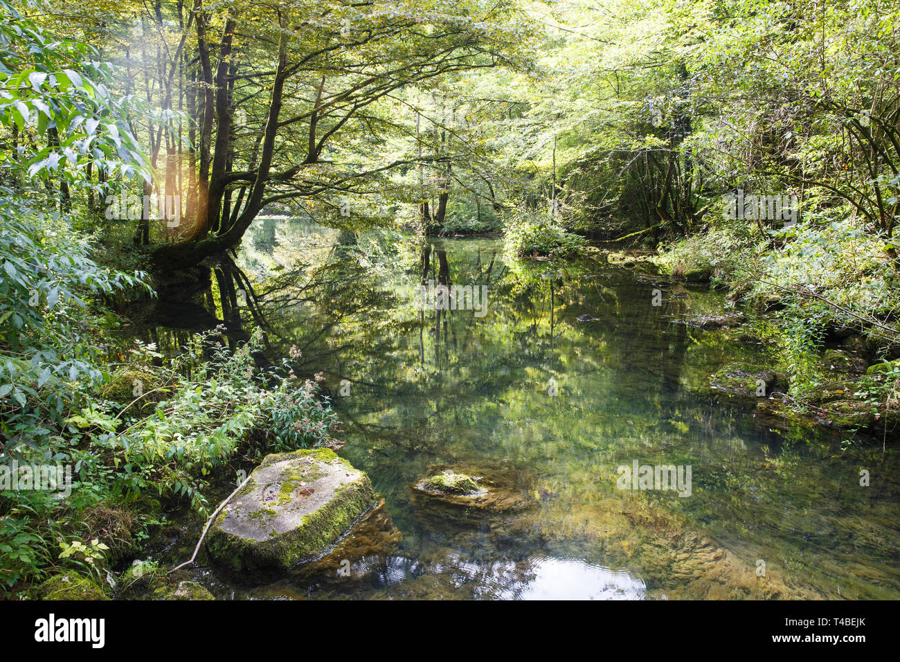 Clear river flowing through lush and pristine deciduous forest. Natural ...