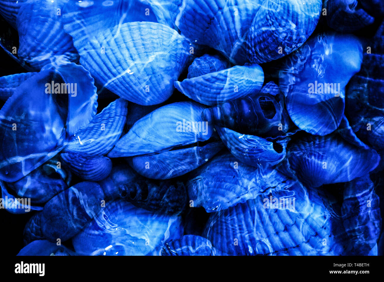 Underwater seashells background. Deep blue ocean or sea surface ...