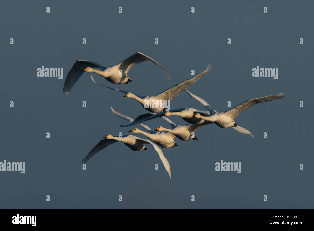 Swarm flying whooper swans, Cygnus cygnus, in winte Stock Photo - Alamy