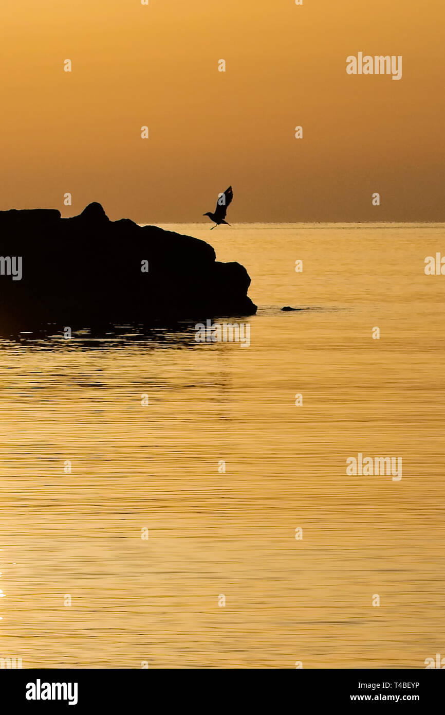 Seagull bird silhouette landing on rock jetty / pier at sunrise with ...