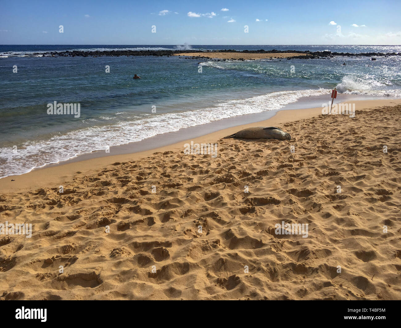 A Hawaiian monk seal is lying at Poipu Beach on the Hawaiian island of ...