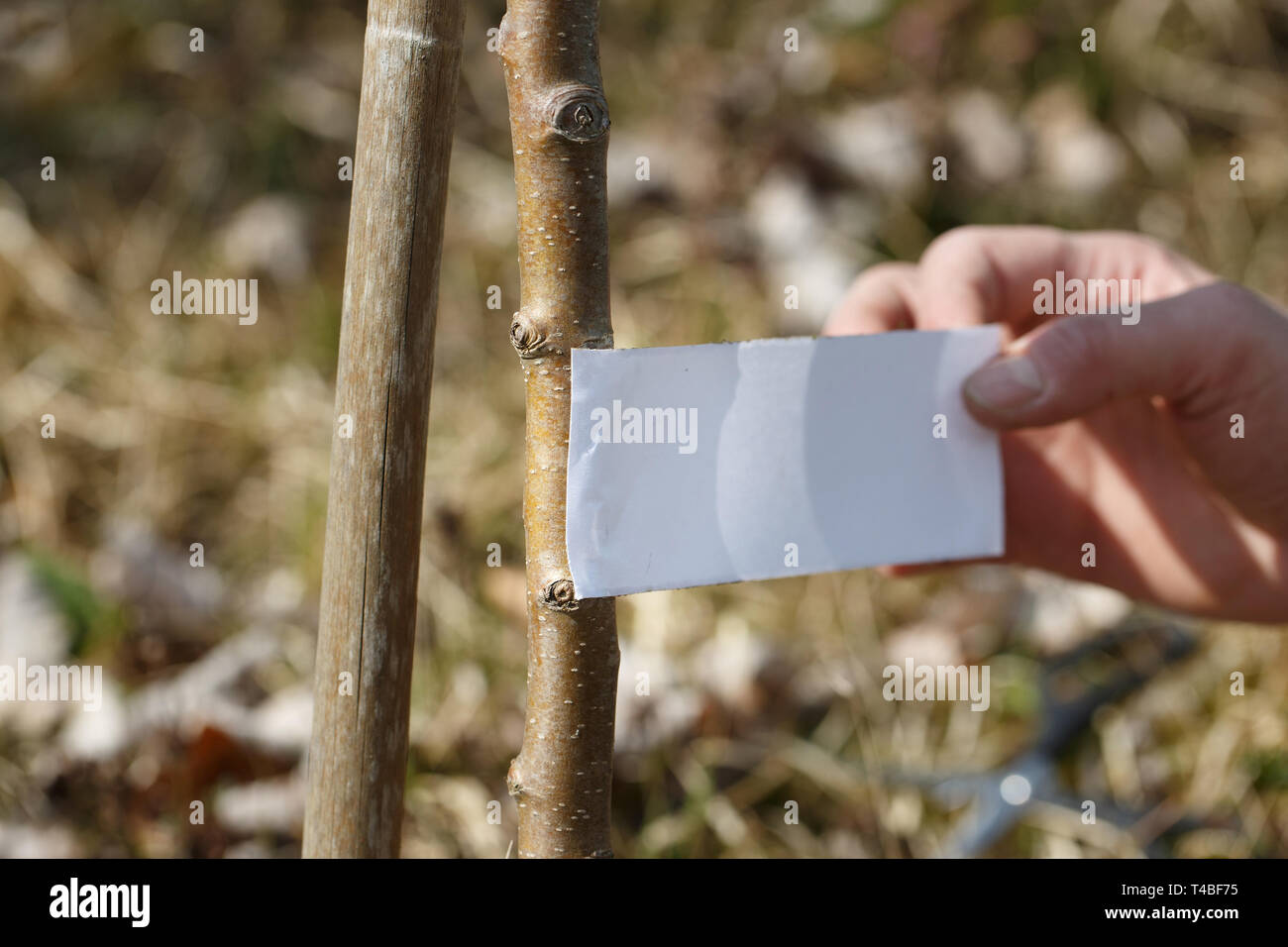 Gardener placing adhesive duct tape on tree trunk for ant protection ...