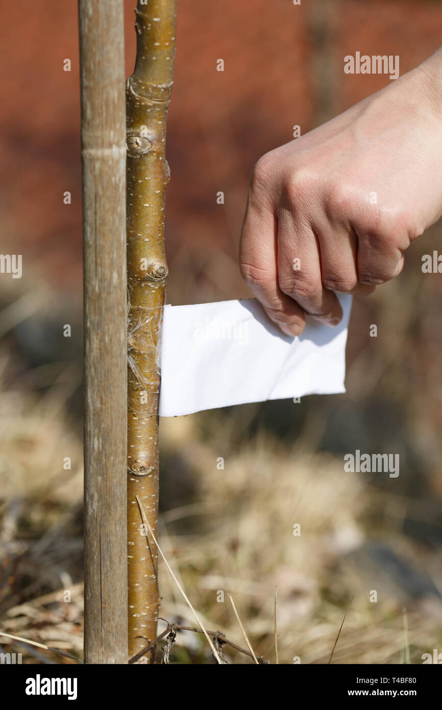 Gardener placing adhesive duct tape on tree trunk for ant protection ...